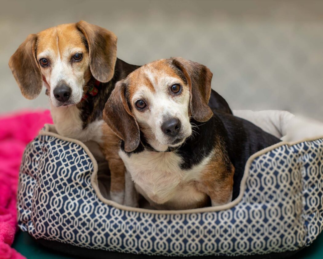 Laverne, Shirley Are NCCR Dogs Of The Week | News, Sports, Jobs - Post ...